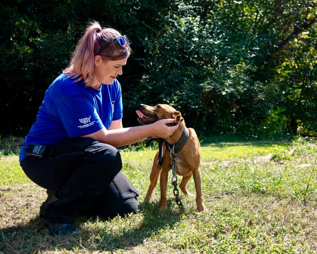 Breaking! More Than 300 Dogs Rescued After Massive Dogfighting ...