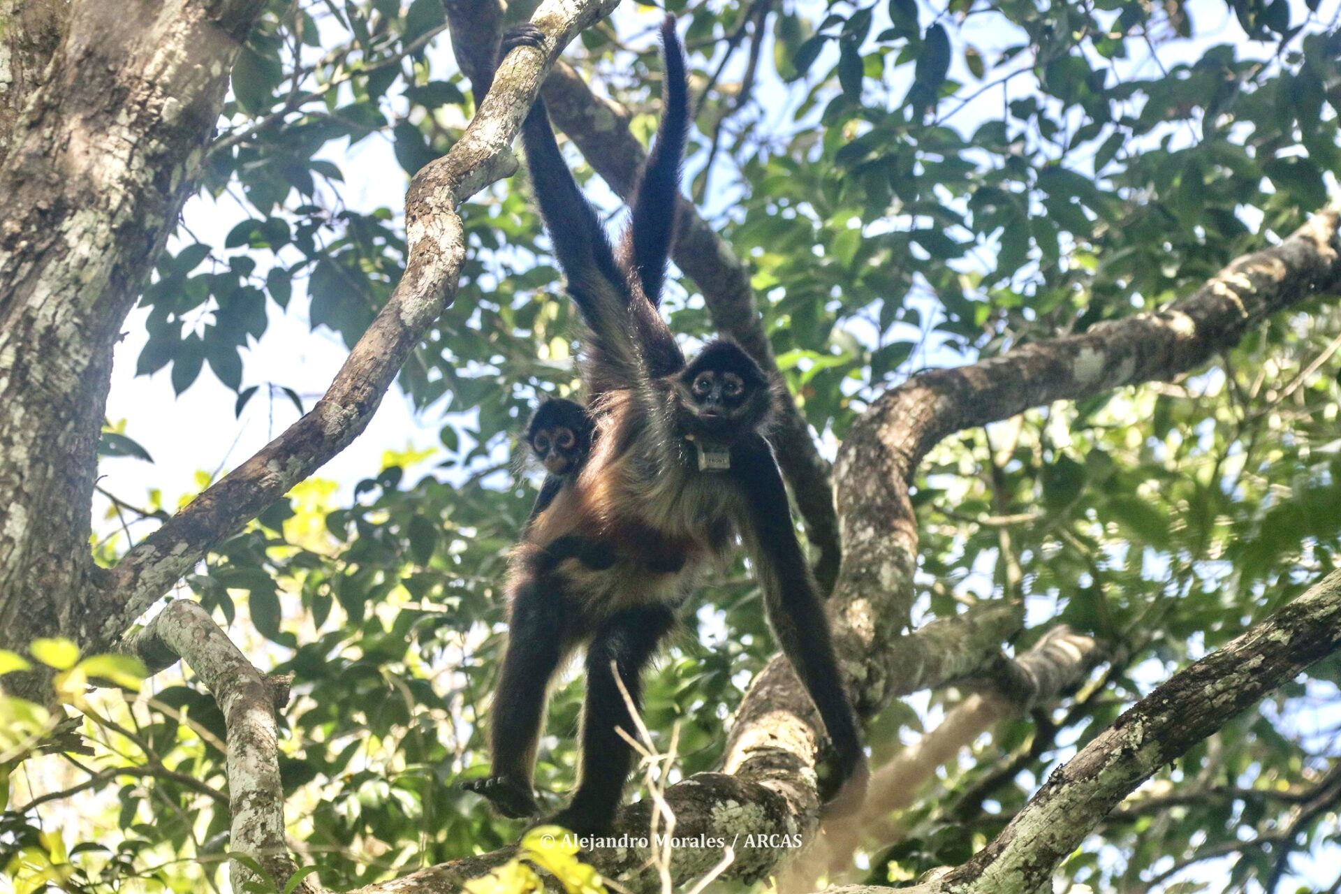 Breaking! 13 Spider Monkeys Rescued From Illegal Wildlife Trafficking ...
