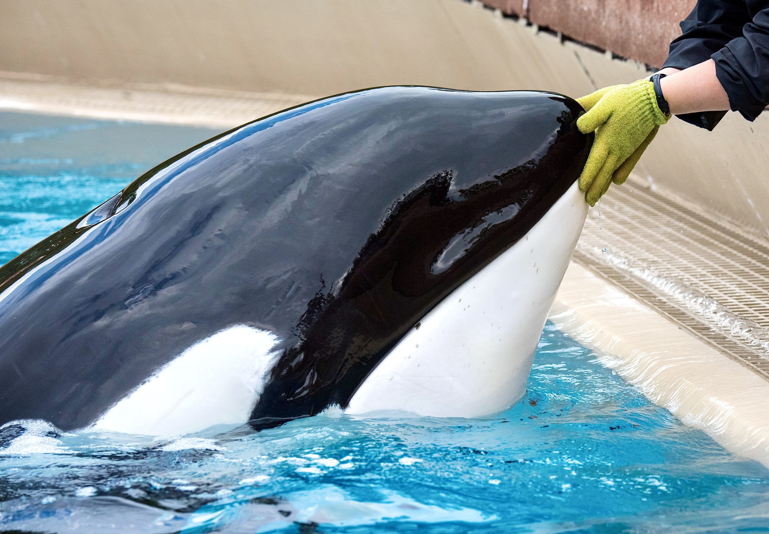 ‘World’s Loneliest Orca,’ Kiska, Has Died After Suffering 40 Years In ...