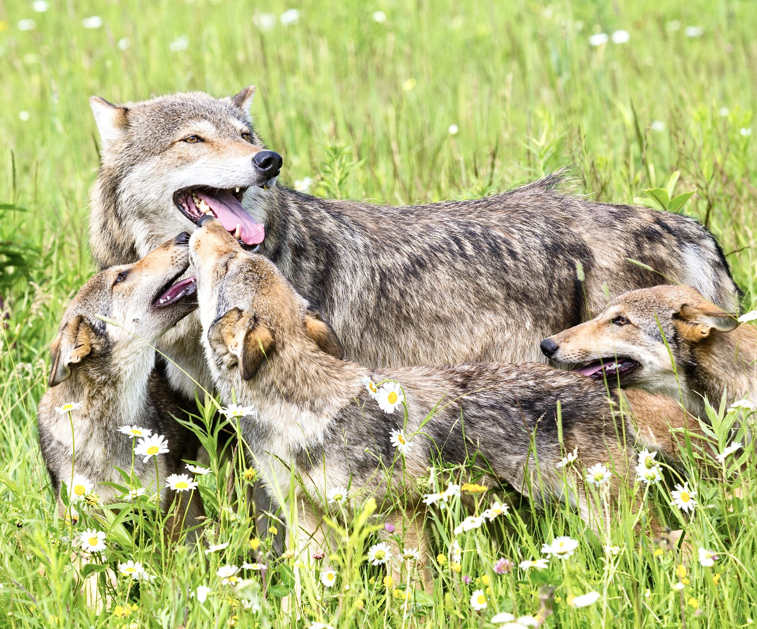 Call To Action! Urge Colorado Senators To Vote No On Bill That Would ...