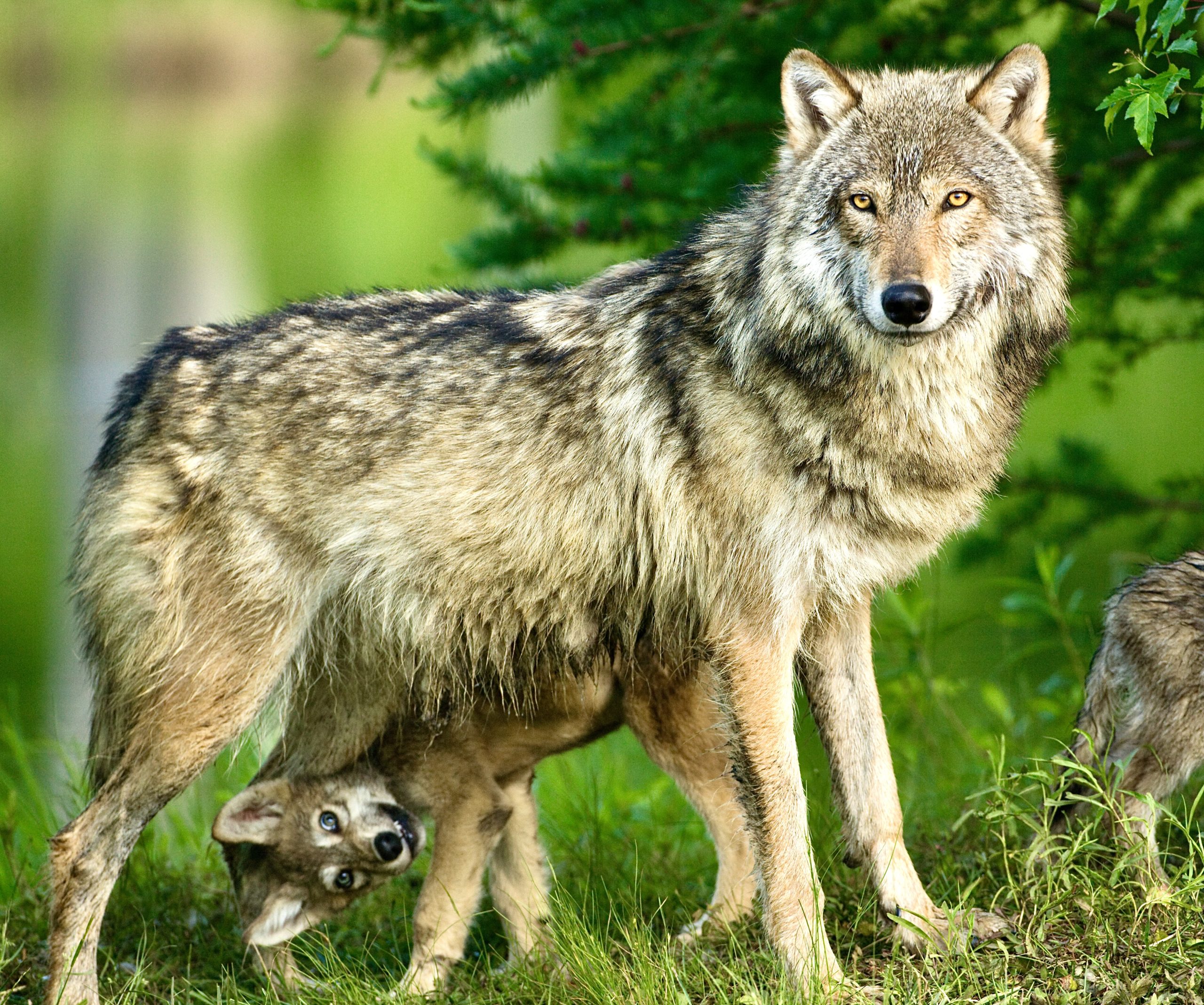 Victory! Colorado Has Finalized A Plan To Reintroduce Gray Wolves Back ...