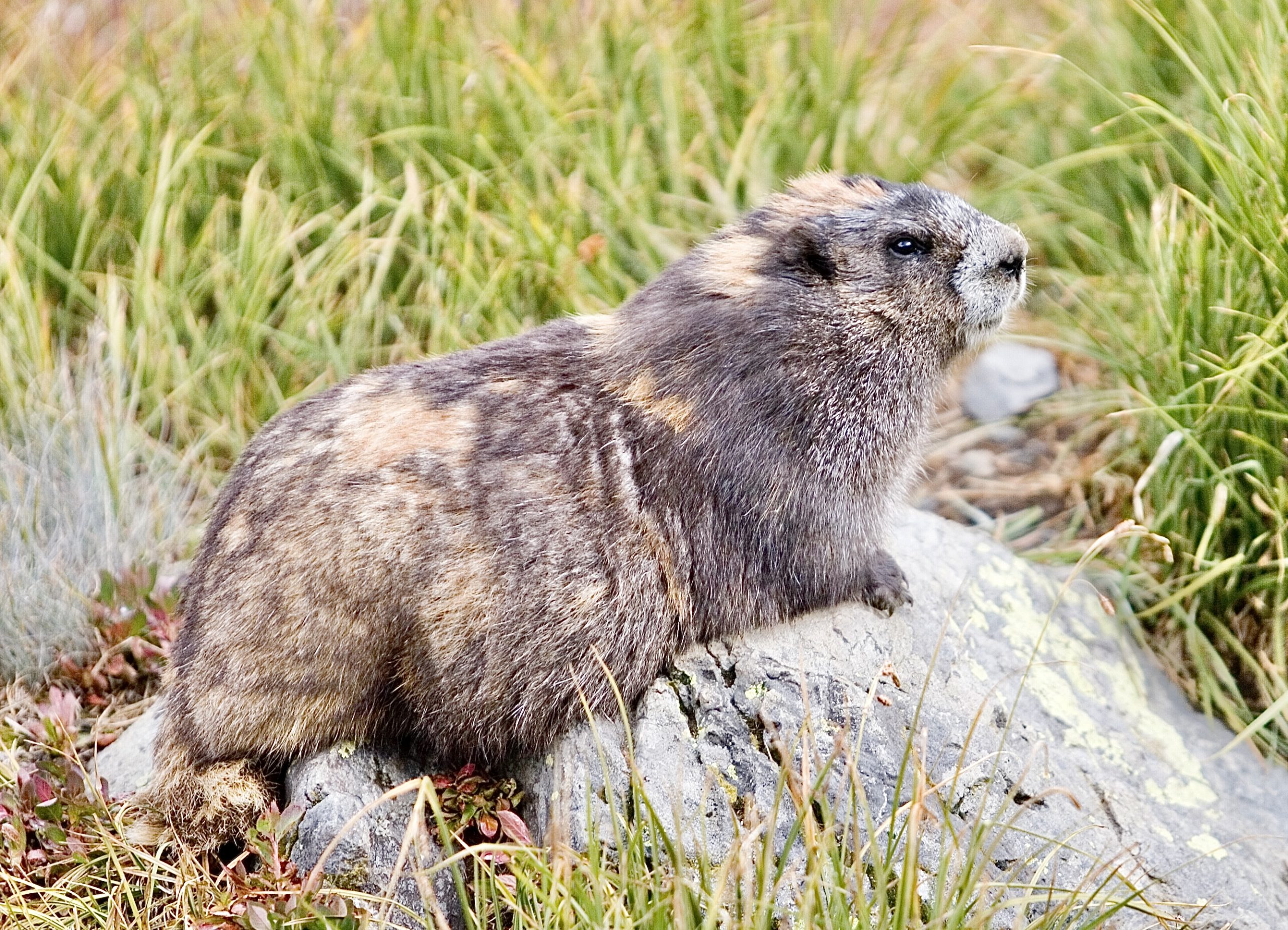 Endangered Species Act Protection Sought For Vulnerable Olympic Marmots ...