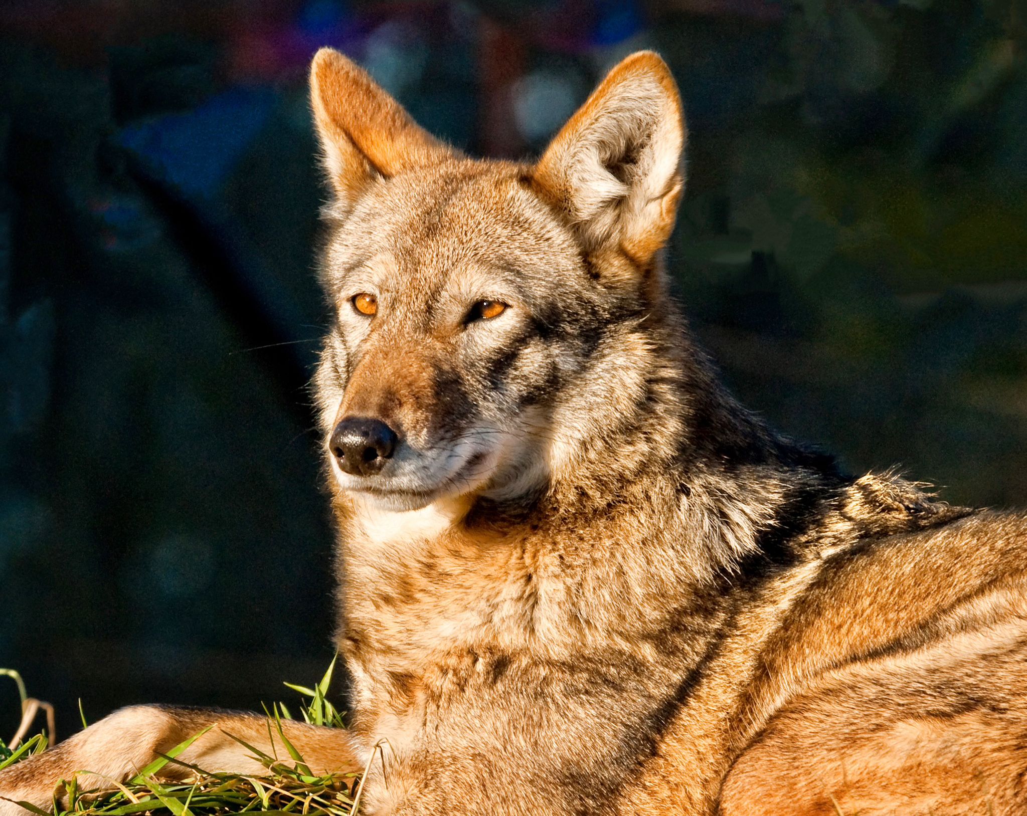 $2 Million Offered For Wildlife Crossings To Protect Endangered Red ...