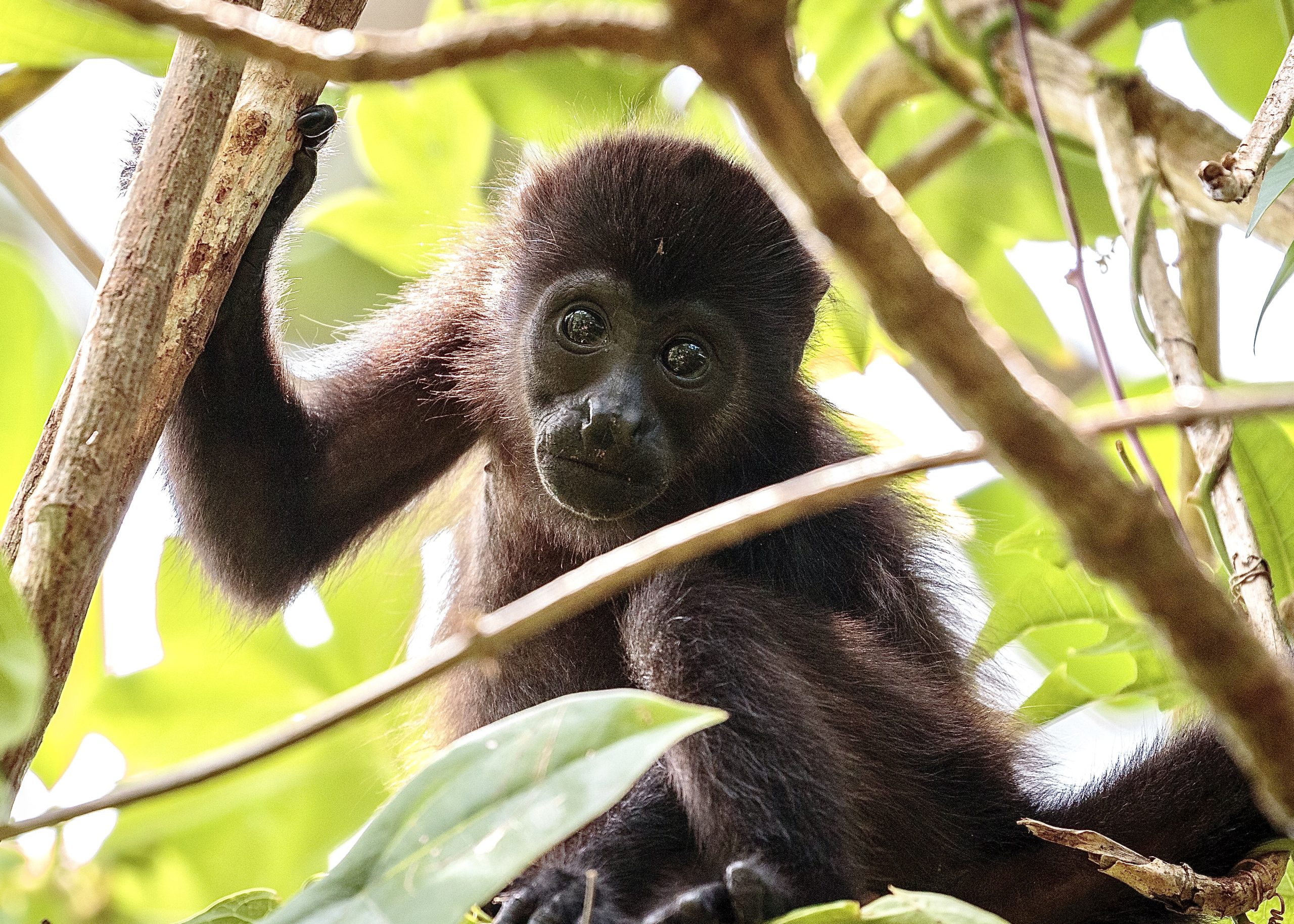 Heartbreaking News: Howler Monkeys Falling From Trees In Mexico's ...