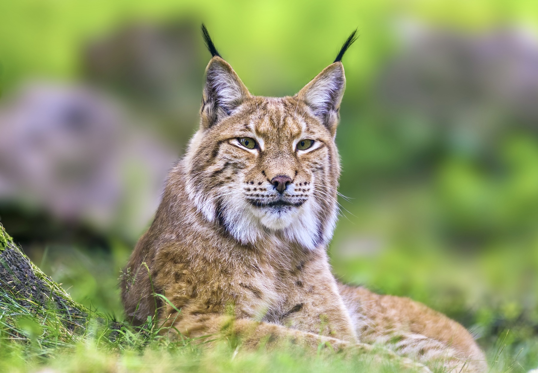 U.S. Forest Service Scraps Destructive Logging Project In Utah’s Ashley ...
