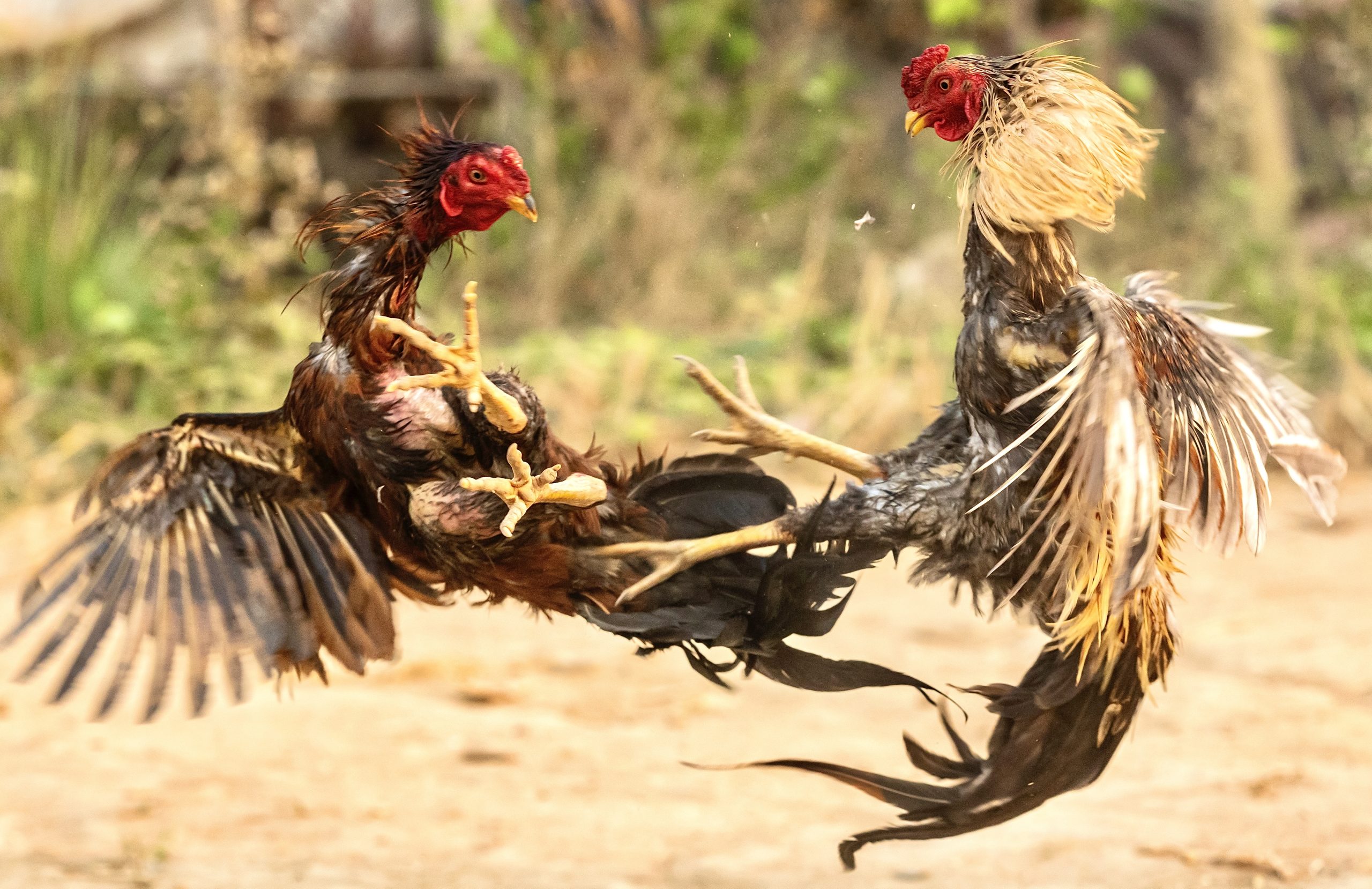 More Than 400 Roosters & Hens Rescued From Illegal Cockfighting ...