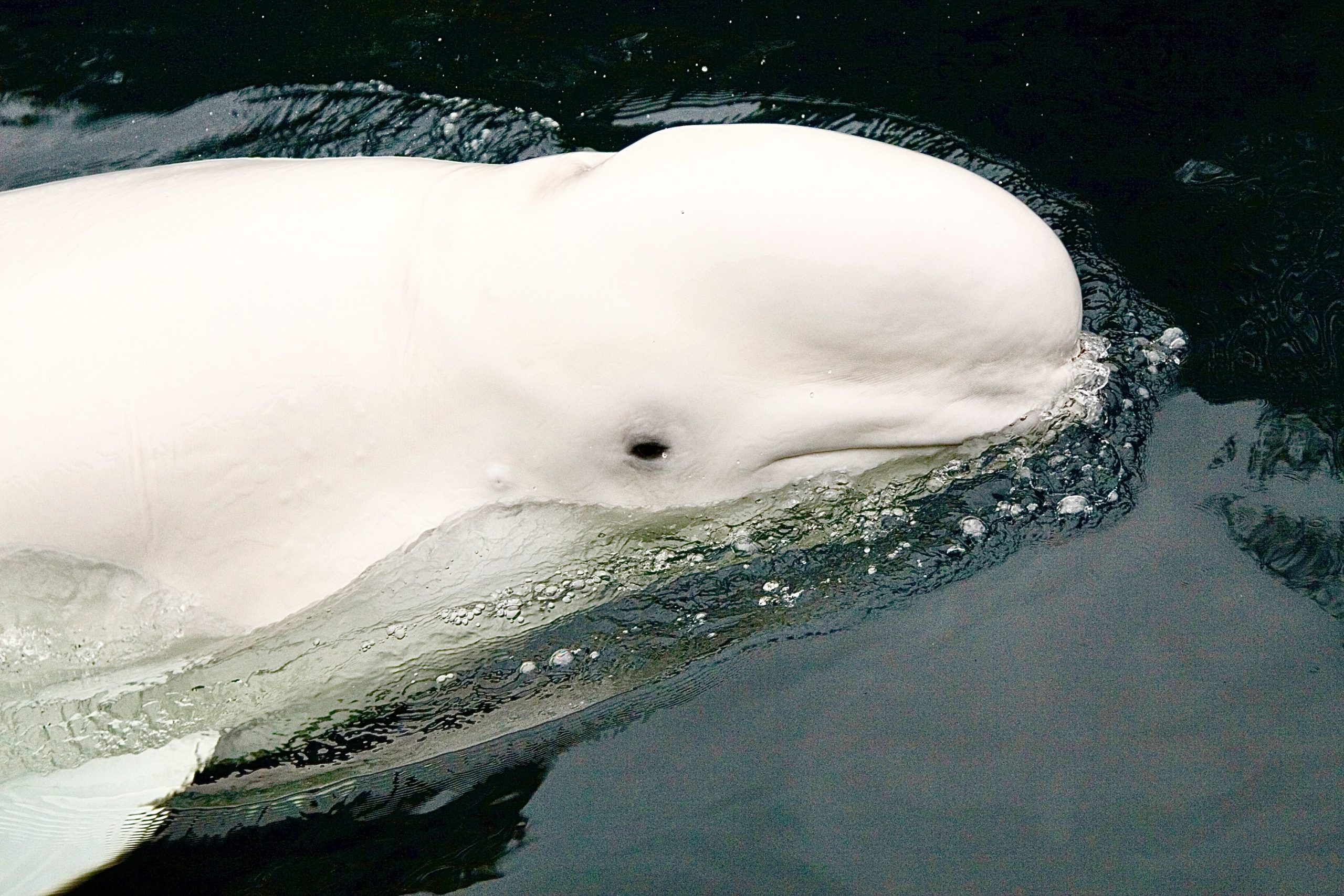 Hvaldimir, The Beloved Beluga Whale, Has Been Found Dead In Rogaland ...