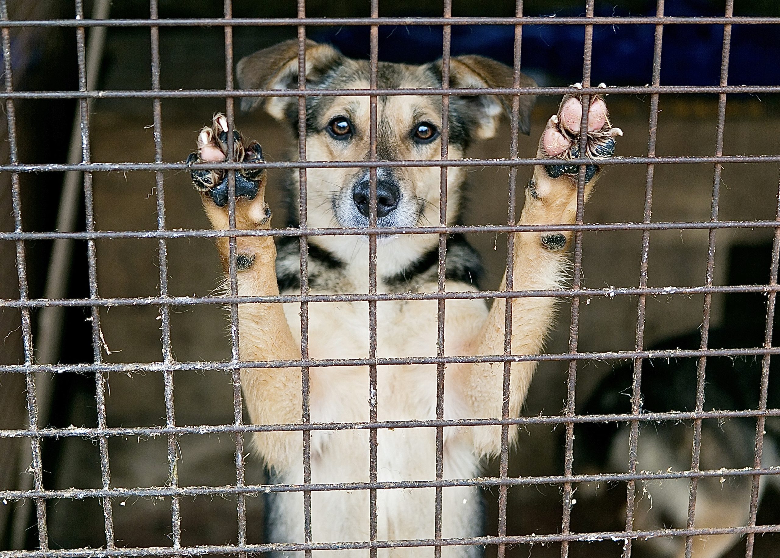Victory! Missouri’s Poplar Bluff City Council Shuts Down Last Animal ...
