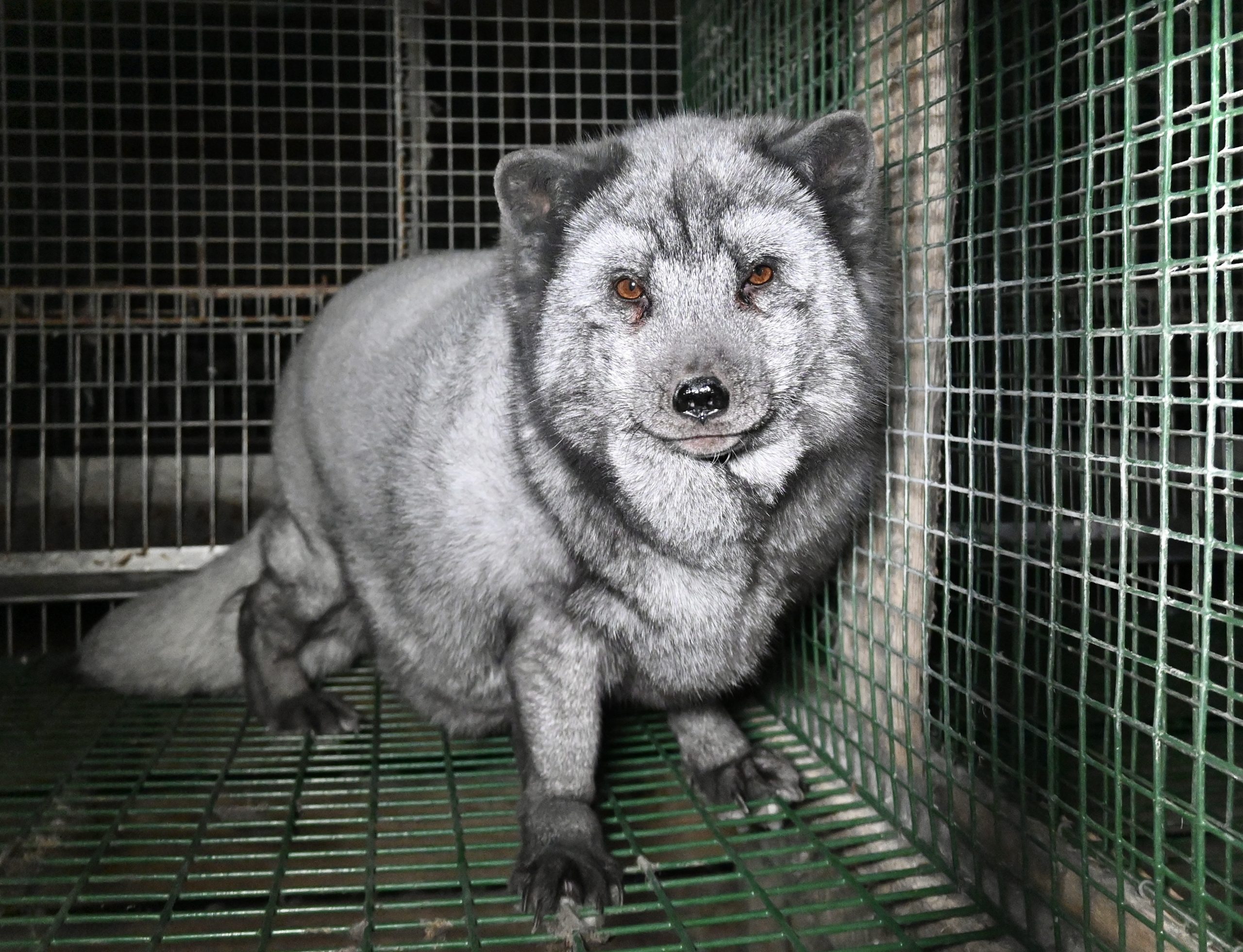 Severe Suffering Uncovered On Fur Farms In Finland As Calls To Ban Fur ...