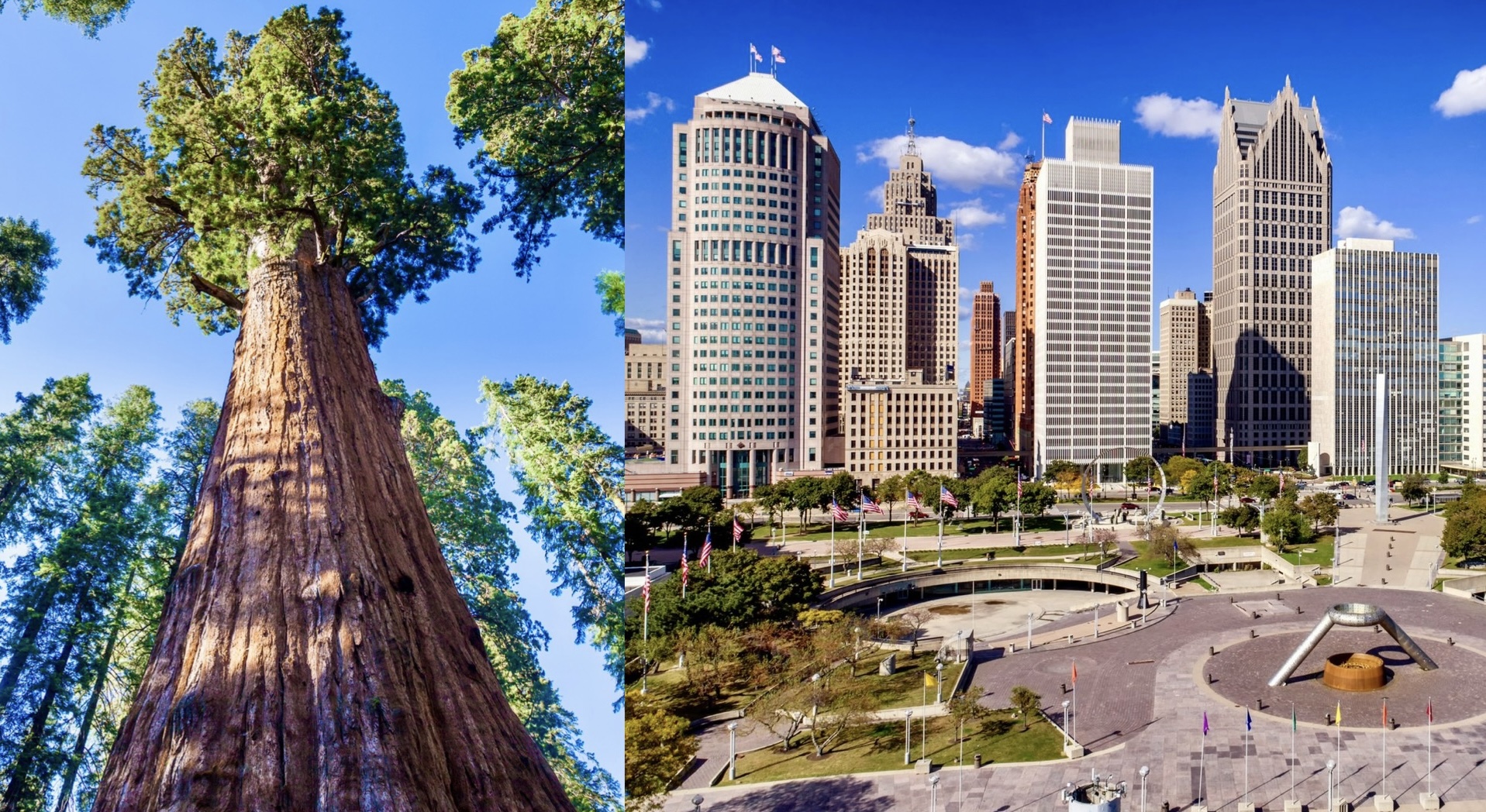 Historic First: Giant Sequoias To Take Root In The Heart Of Detroit ...