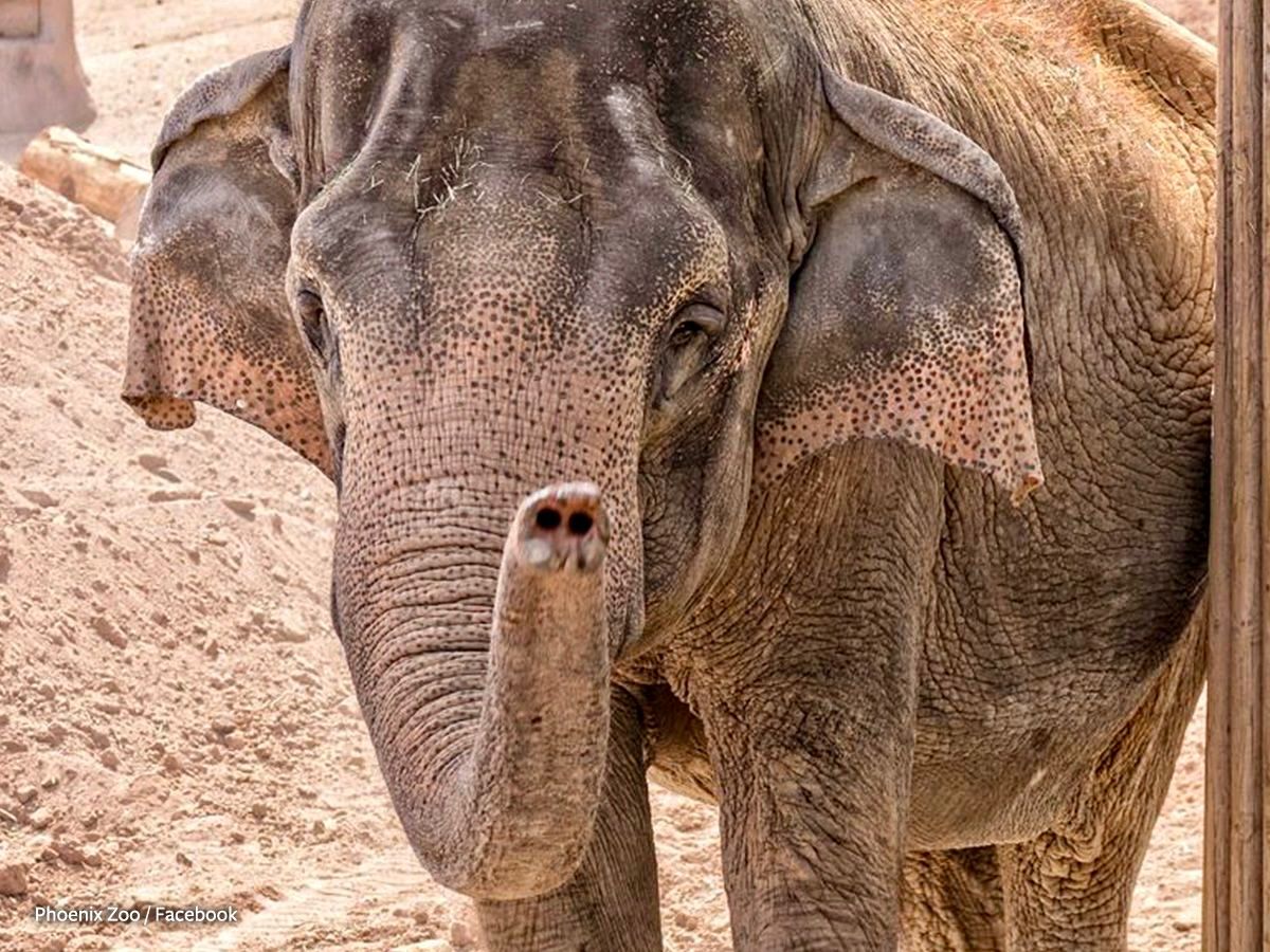 Update! Elephant Indu Killed By Phoenix Zoo Despite Activists Urging ...