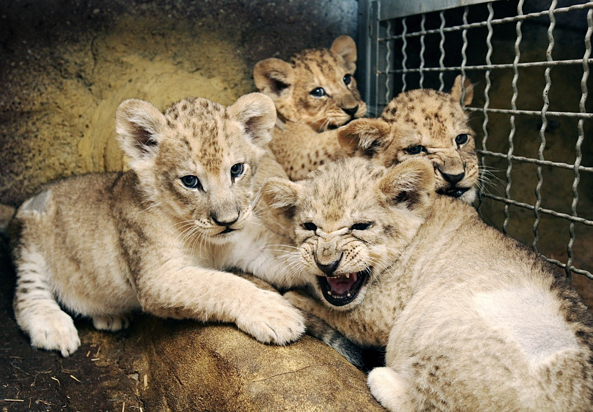 Captive Lion Numbers in Thailand Triple — FOUR PAWS Urges Global Action ...
