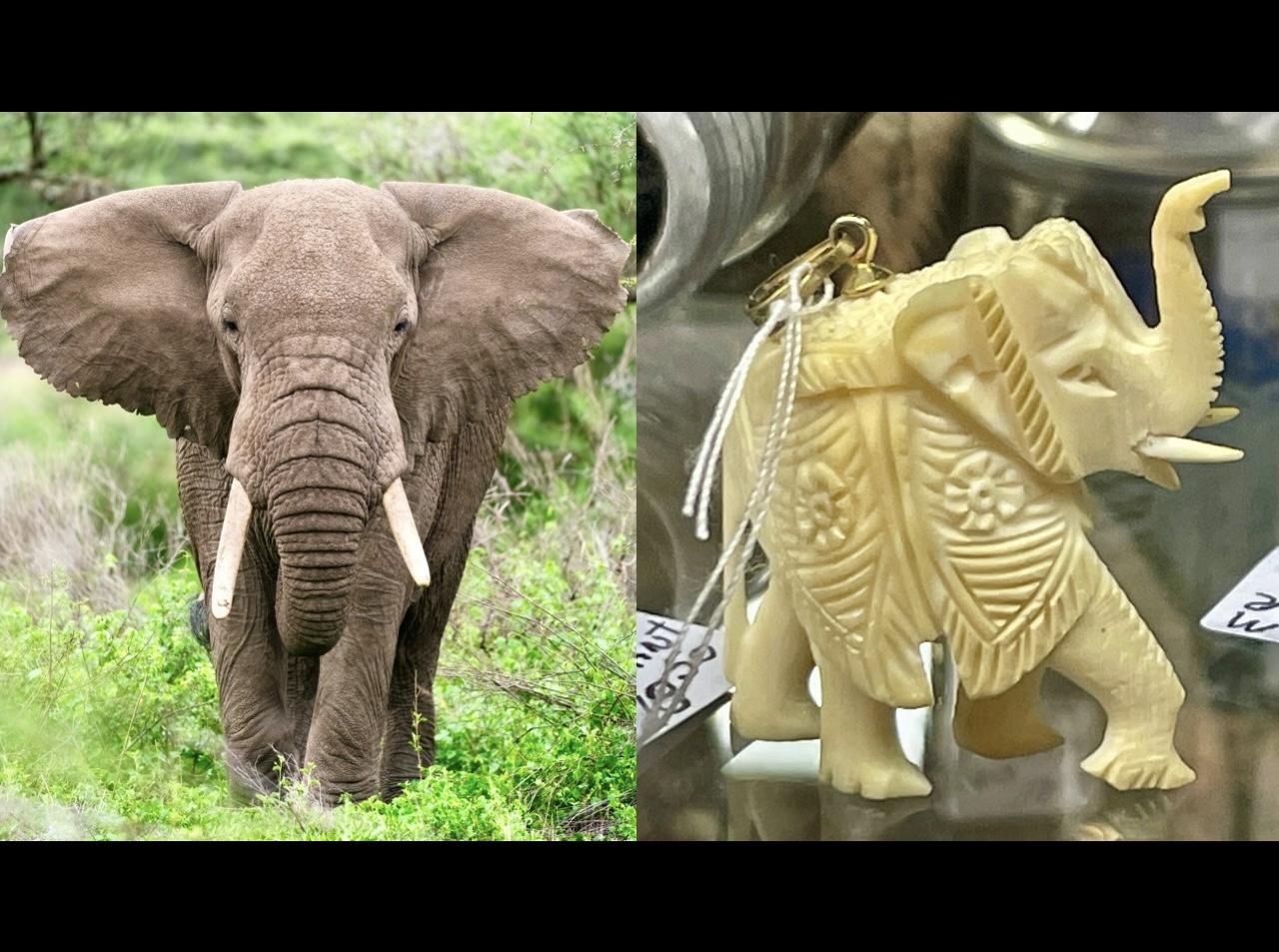 Shocking Undercover Investigation Reveals Illegal Ivory Trade Across ...