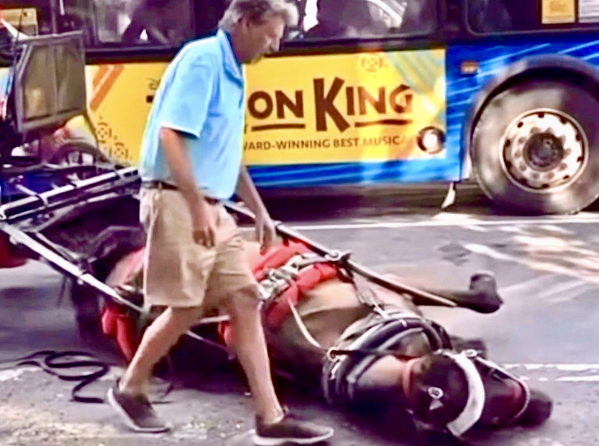 NYC Carriage Driver Ian McKeever Acquitted Of Animal Cruelty In ...