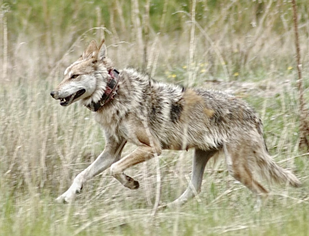 Victory! Mexican Gray Wolf Asha Finally Released With Her Pups & Mate ...