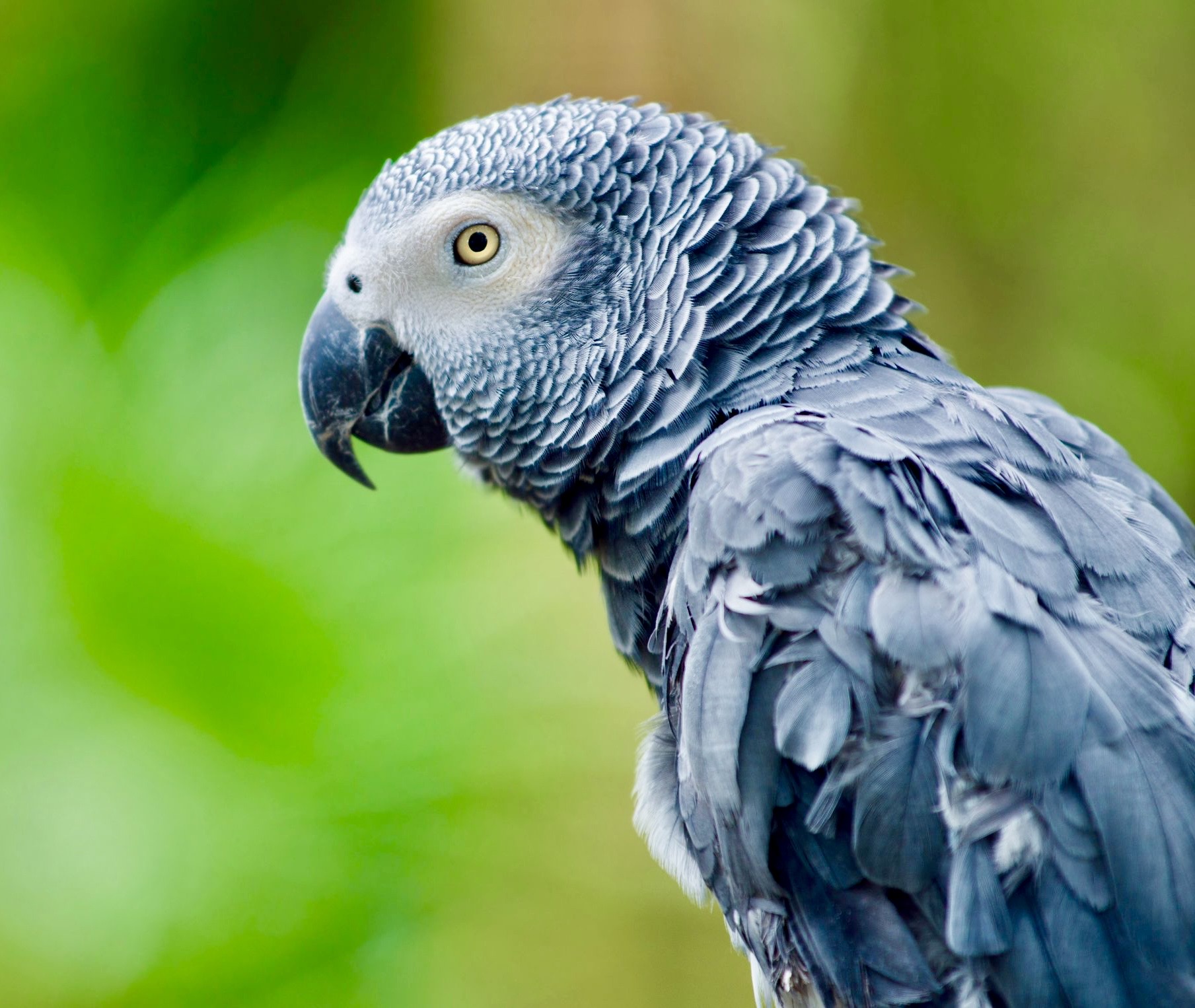 Victory! Endangered African Grey Parrots Gain Full Protection In The ...