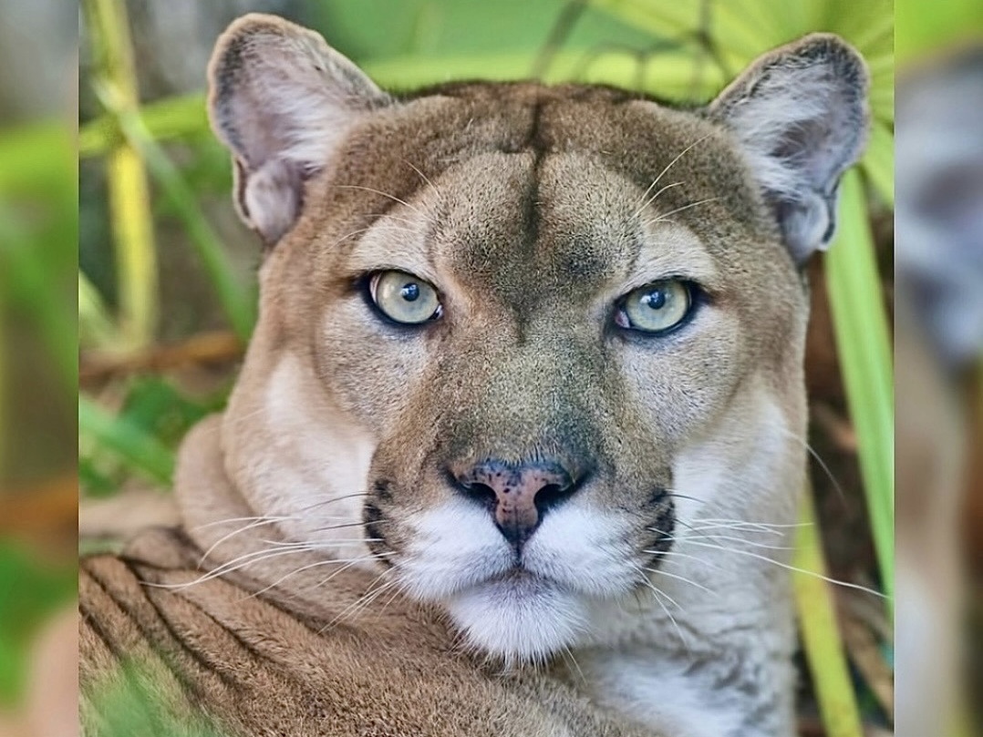 Victory! U.S. House Blocks Attack On The Endangered Species Act by ...