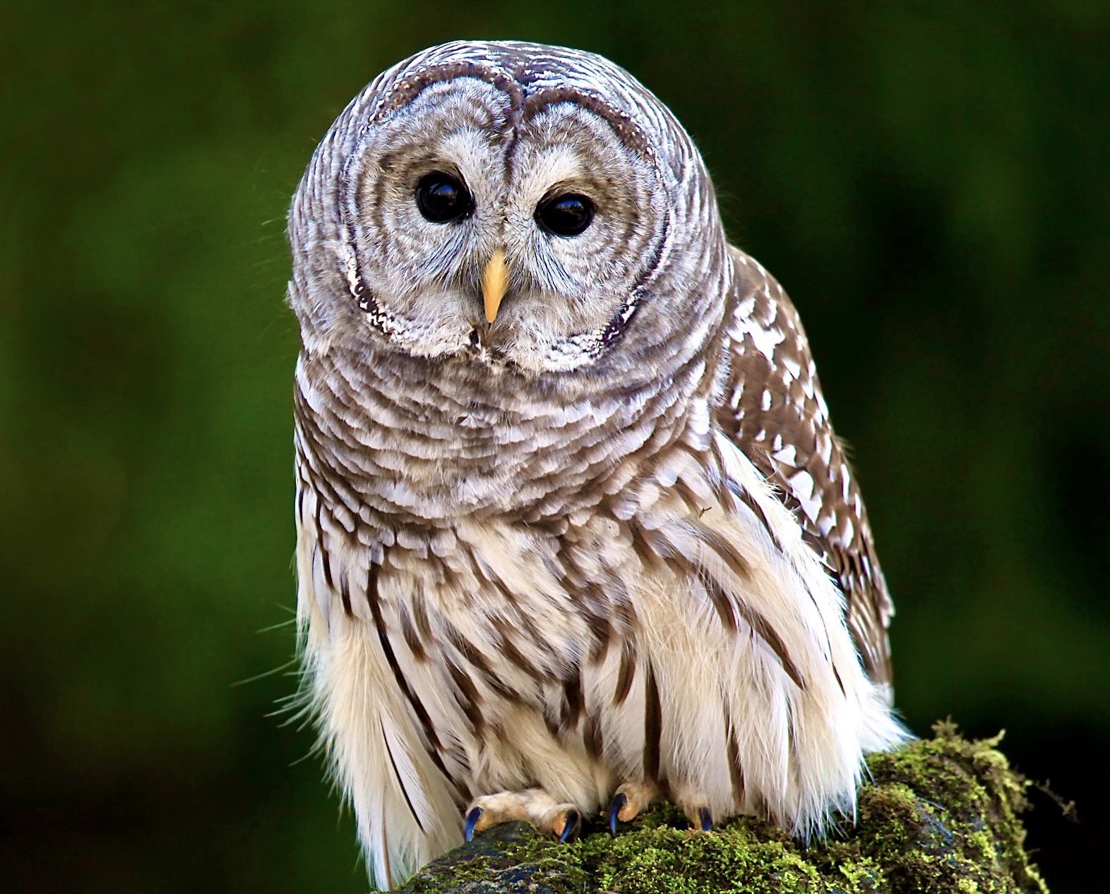 Update: Senate Approves Controversial Barred Owl Kill Plan Despite ...