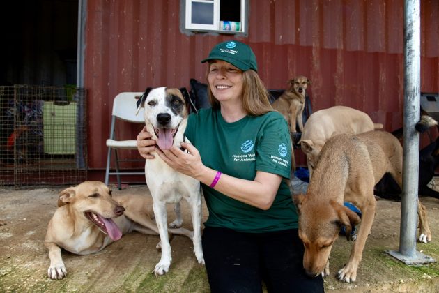 Humane World For Animals Is On The Ground In Jamaica After The ...