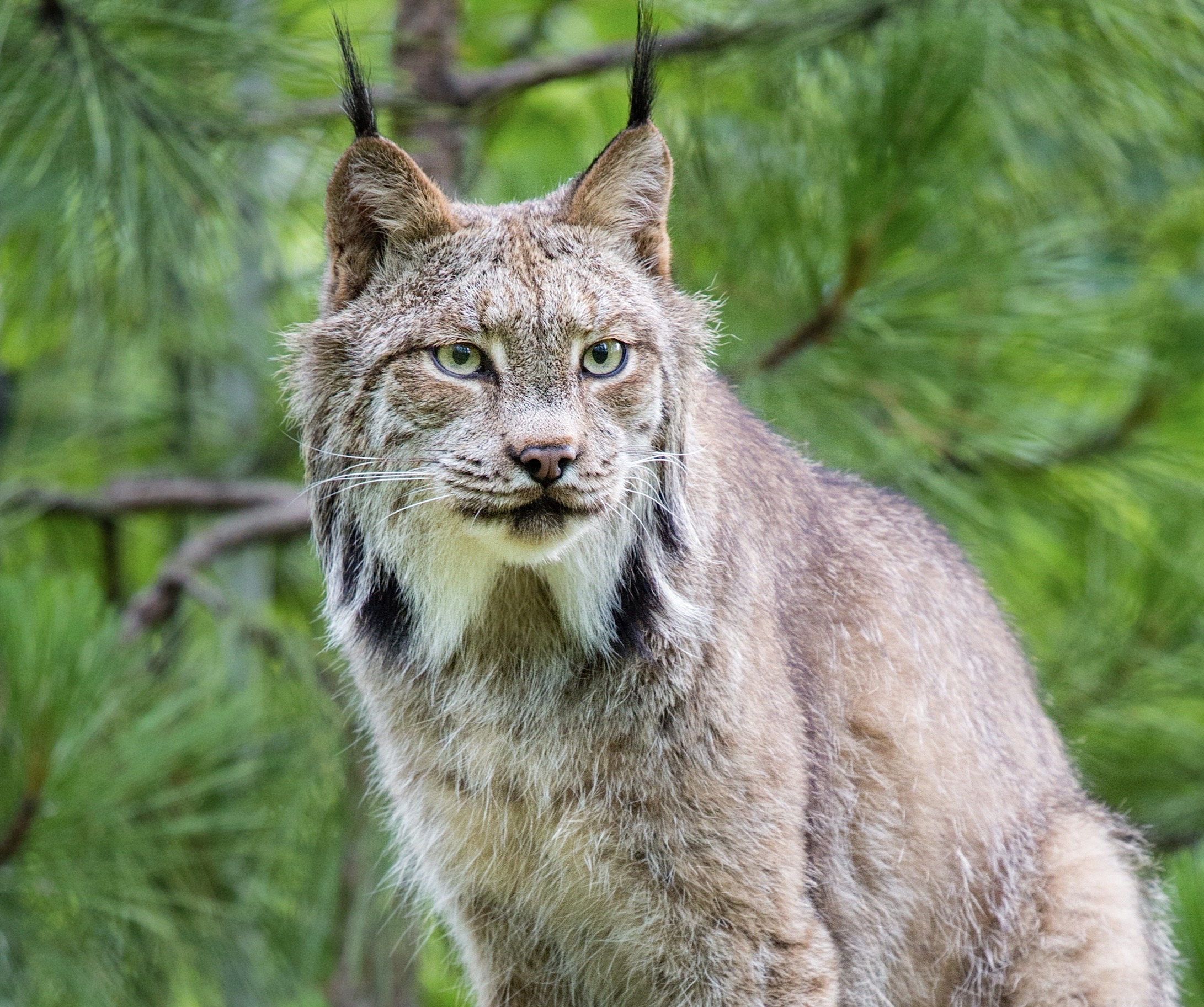 Industrial Logging Plan Threatens Lynx, Grizzlies, And Elk In Montana’s ...