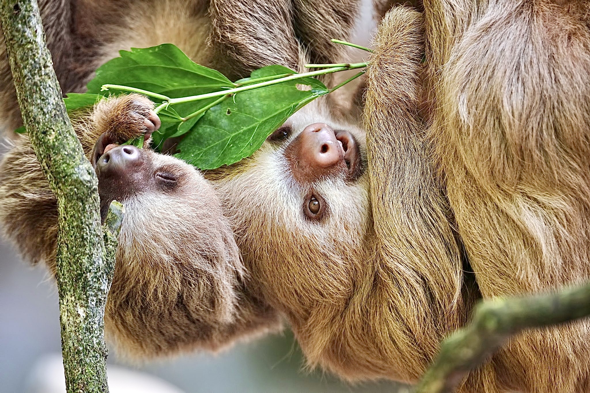 Global Leaders Approve Strong New Protections For Sloths, Primates ...