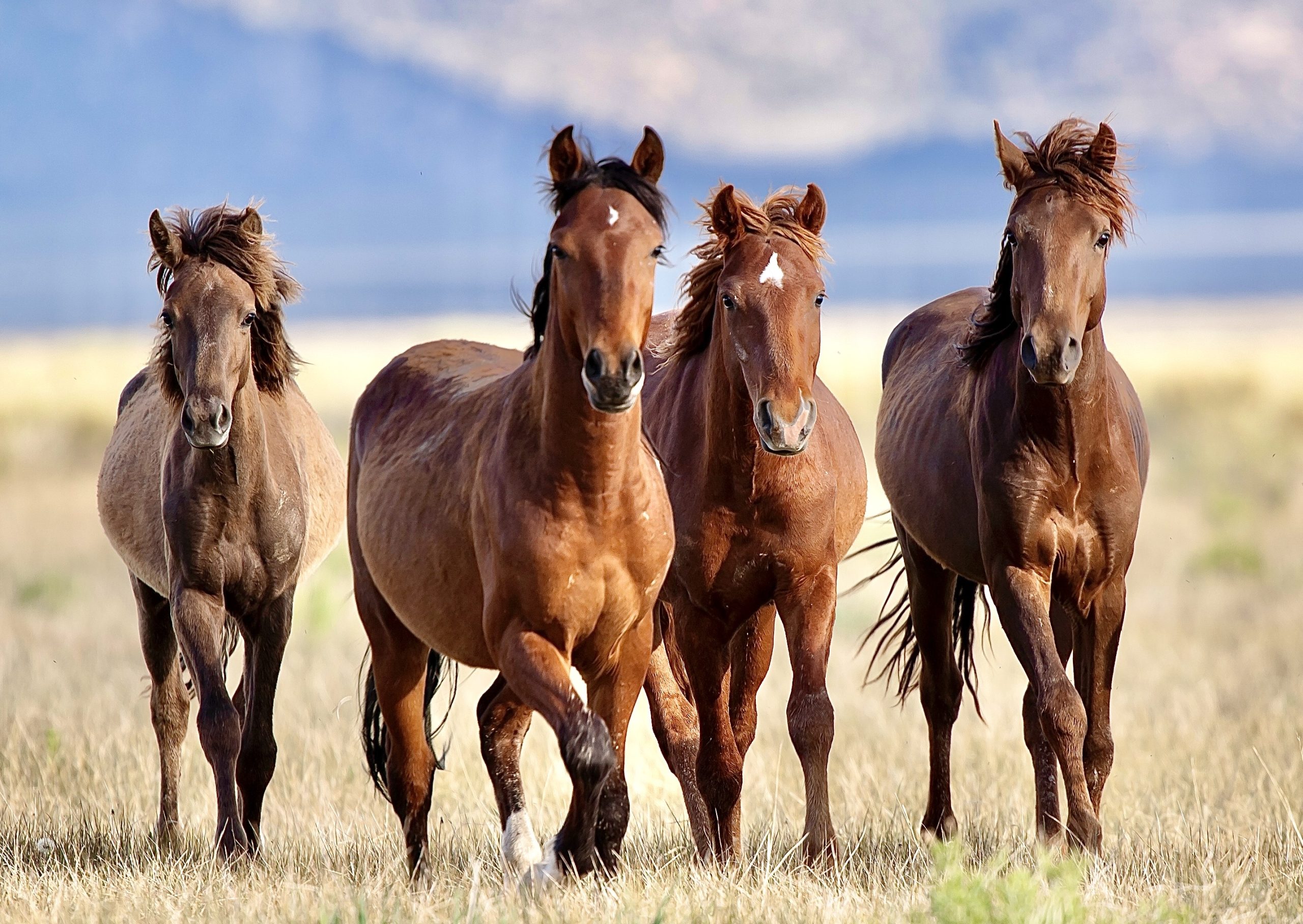 Emergency Wild Horse Roundup In Nevada Leaves 154 Horses Captured, 7 ...