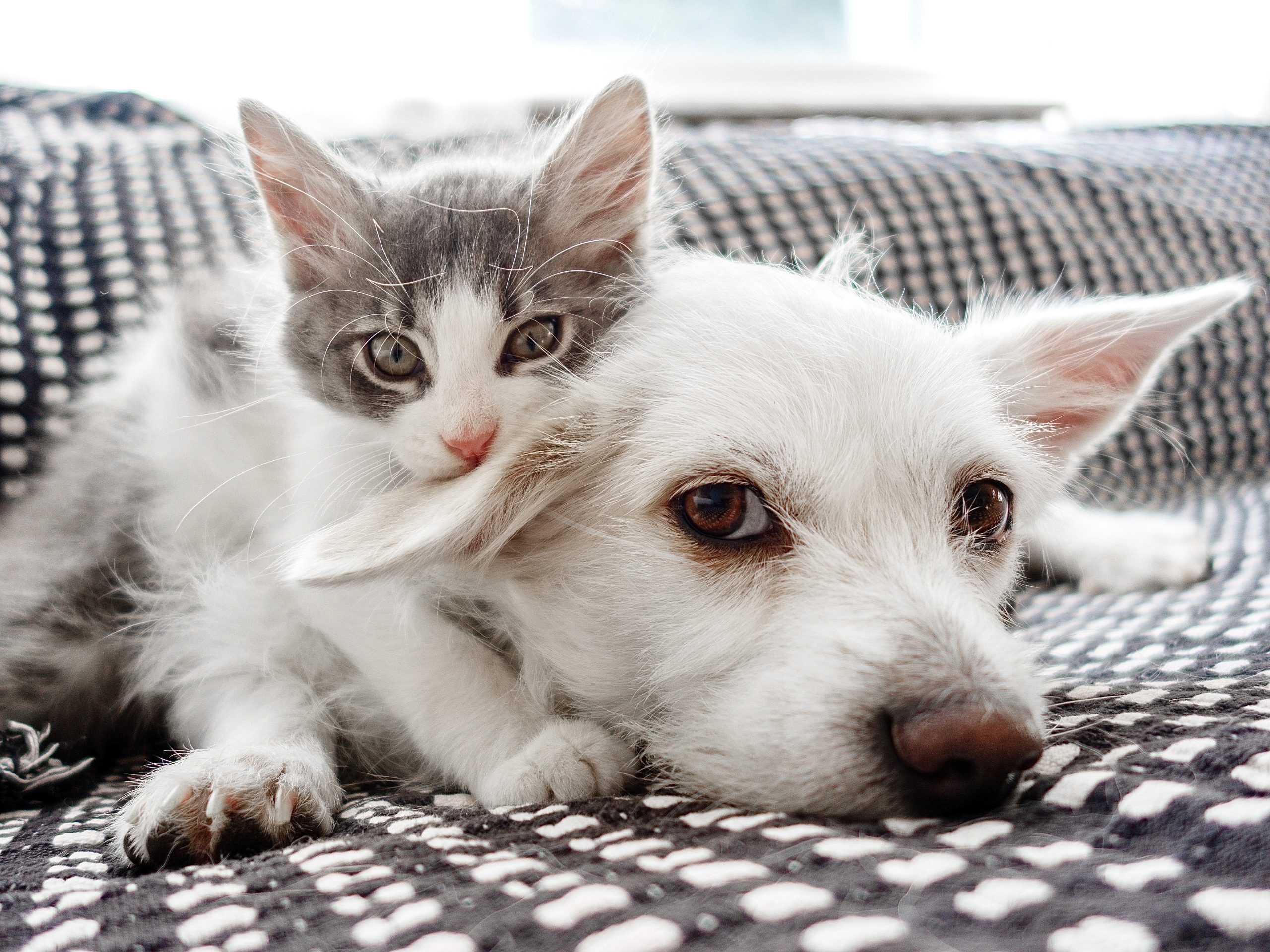 Brazil Takes A Stand For Animals With Groundbreaking Dog And Cat ...