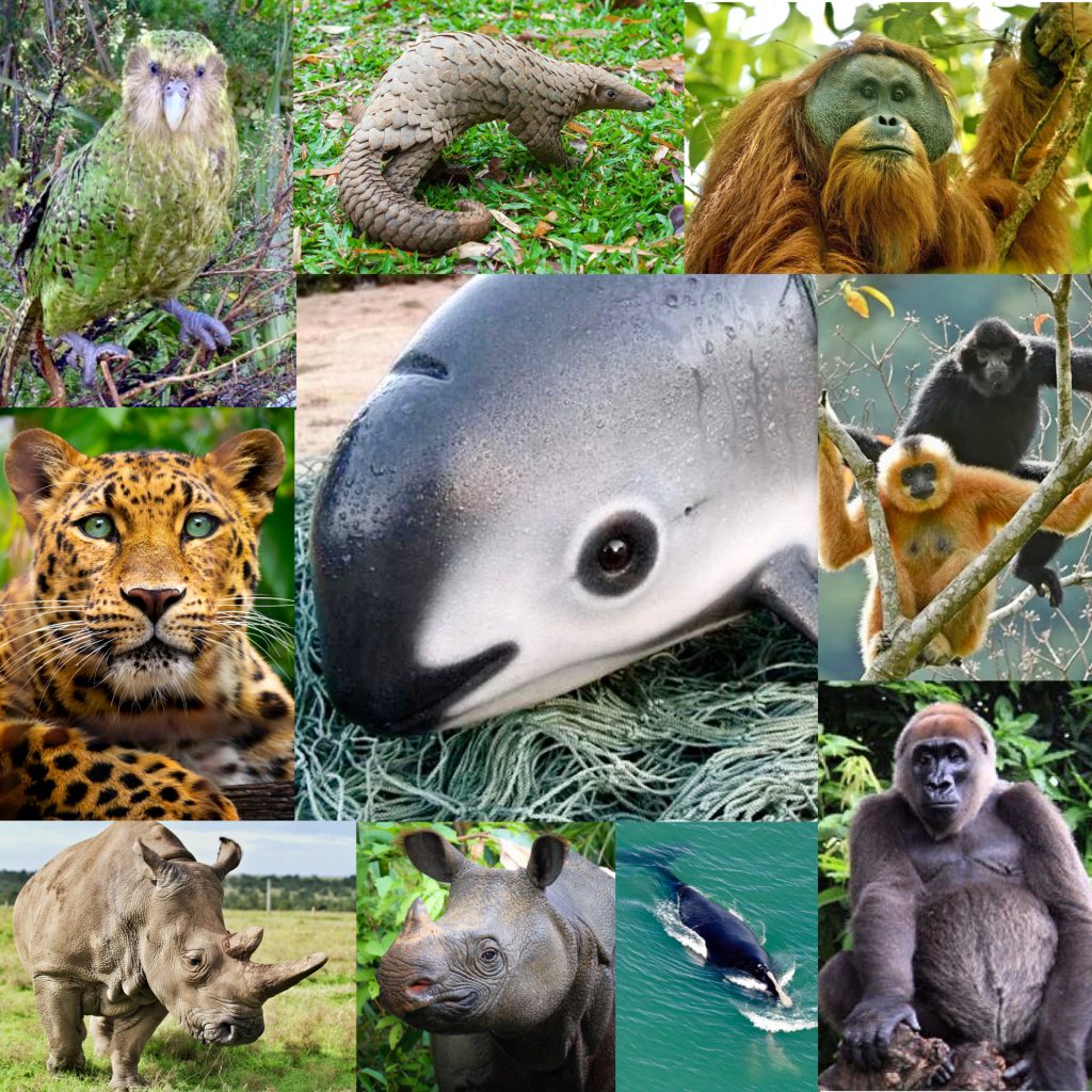 World Wildlife Day 2026: 10 Species On The Brink Of Extinction — Why We ...