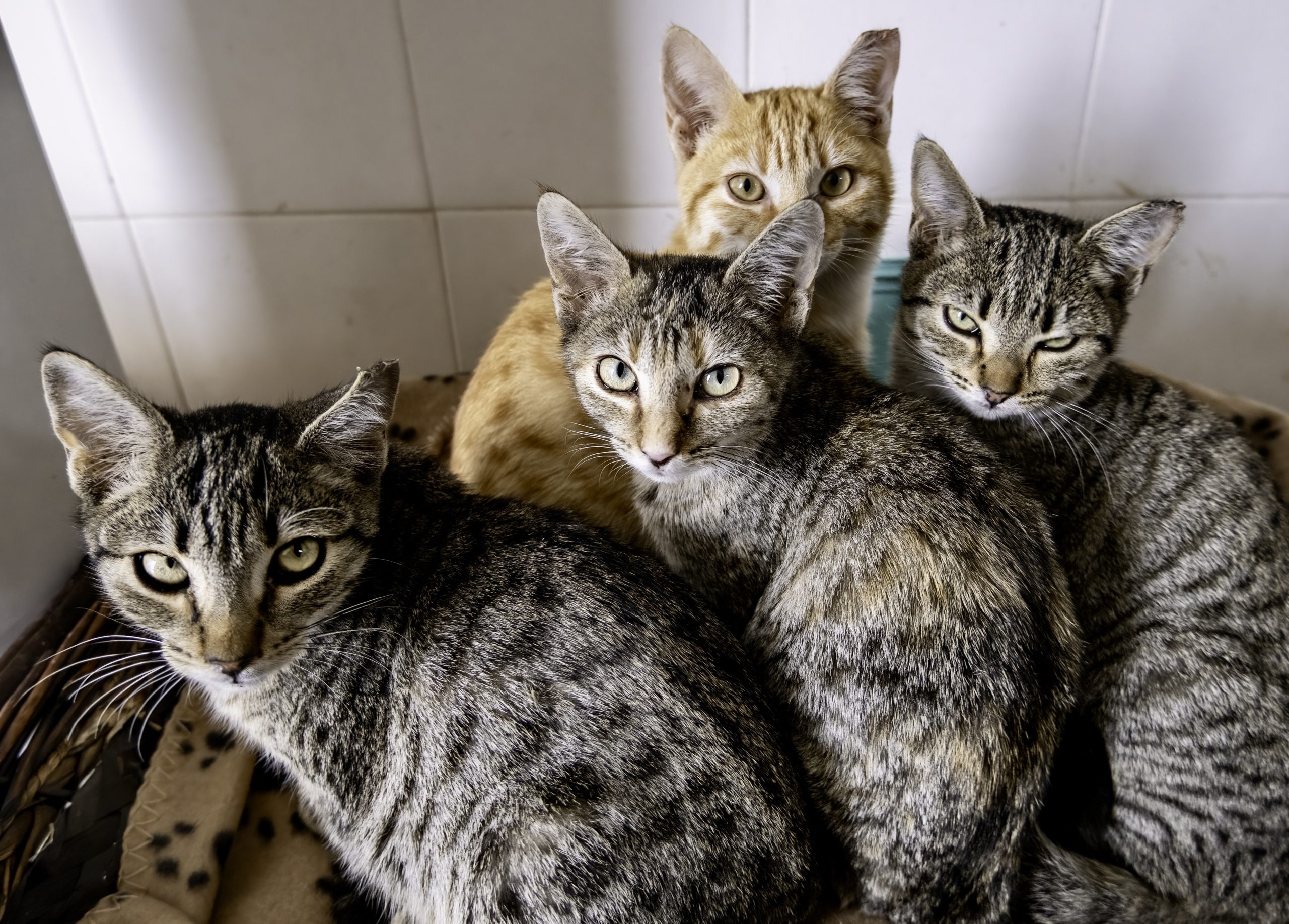 Take Action! Demand University of Missouri Lab Release Cats!