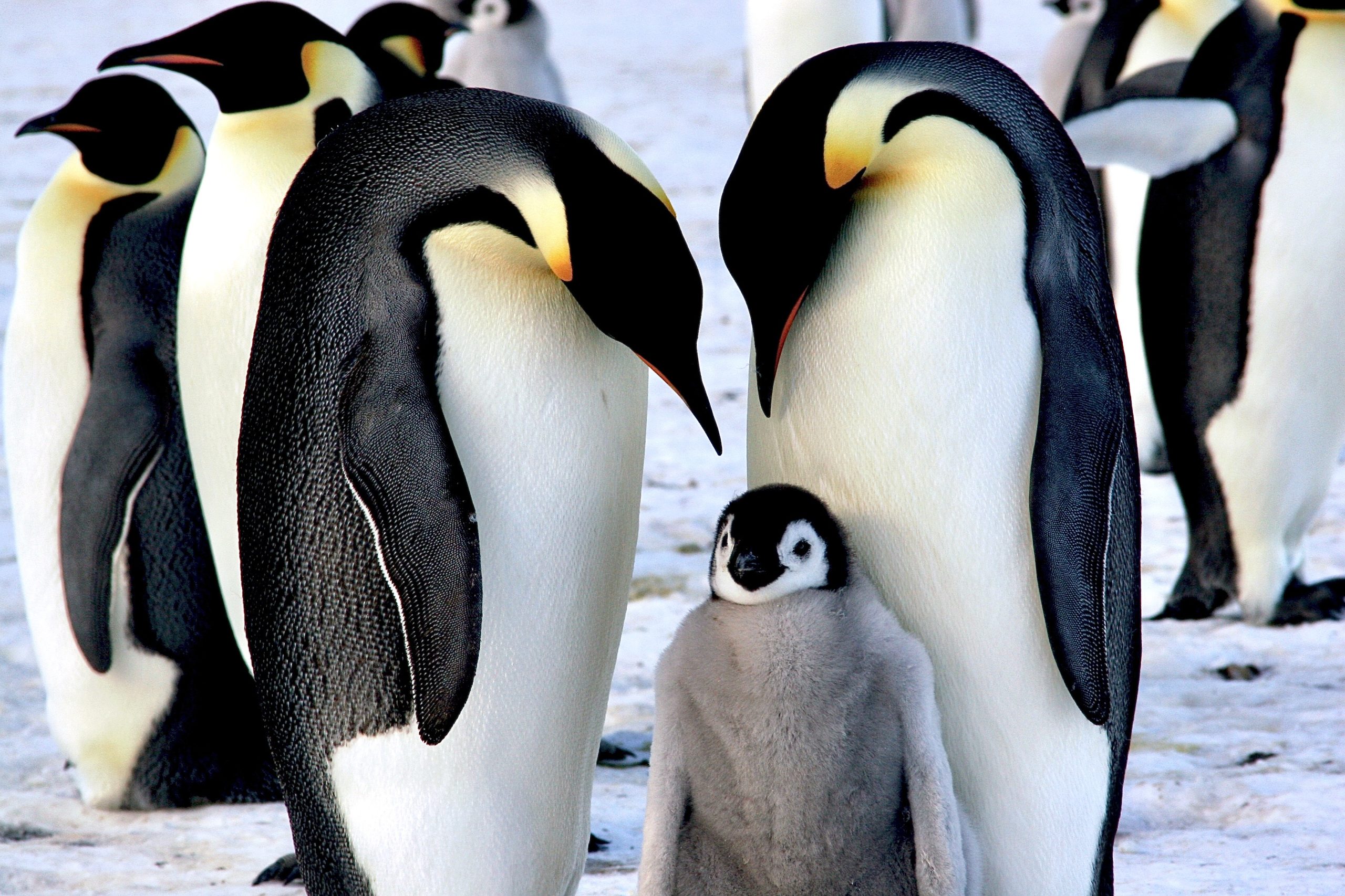 Antarctica’s Iconic Wildlife In Decline: Emperor Penguins & Fur Seals ...
