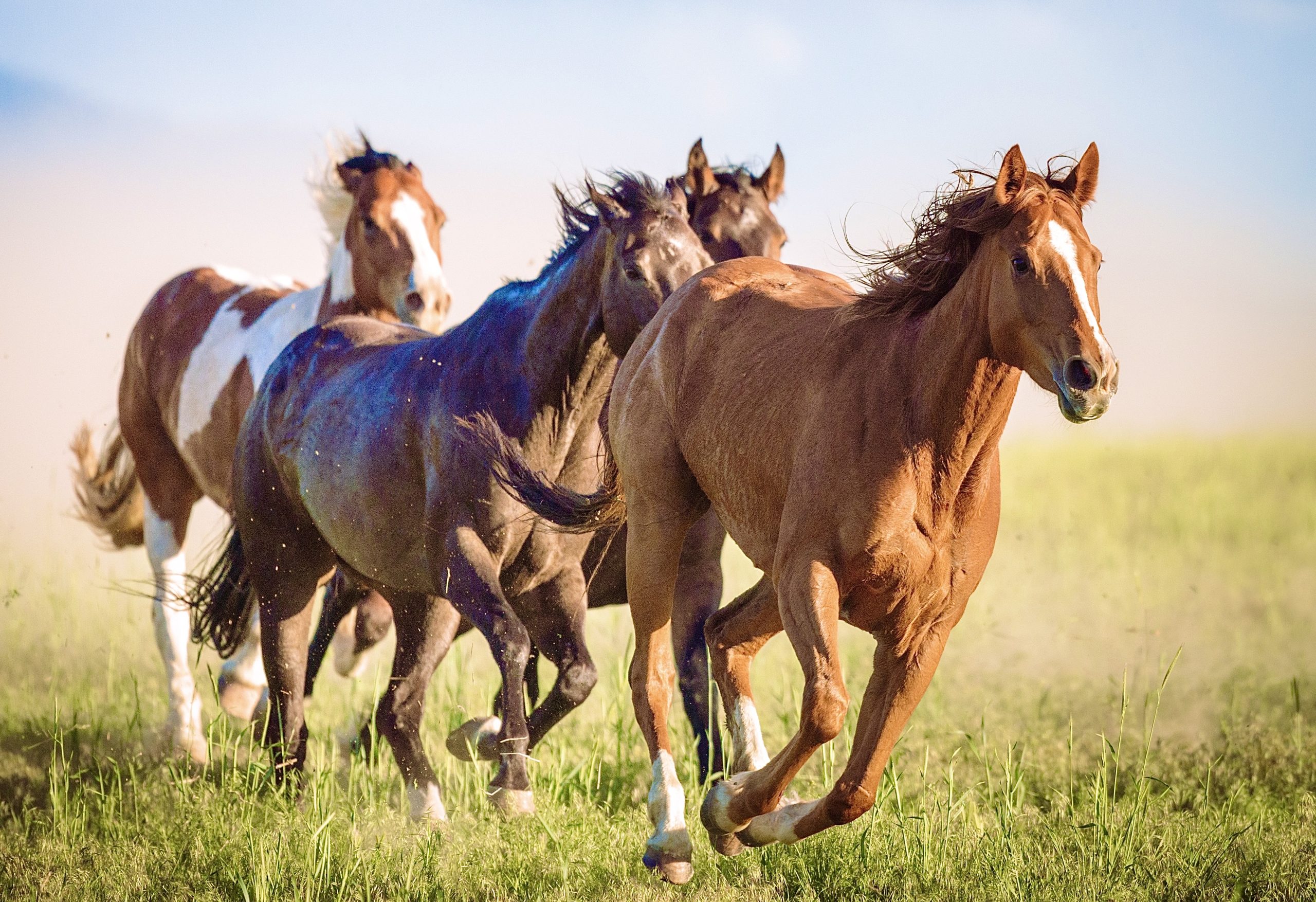 Eight Wild Horse And Burro Roundups Underway Across The West As BLM ...
