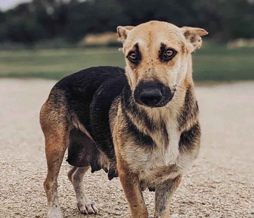 URGENT: Saipan Humane Society Appeals For Help After Typhoon Sinlaku ...