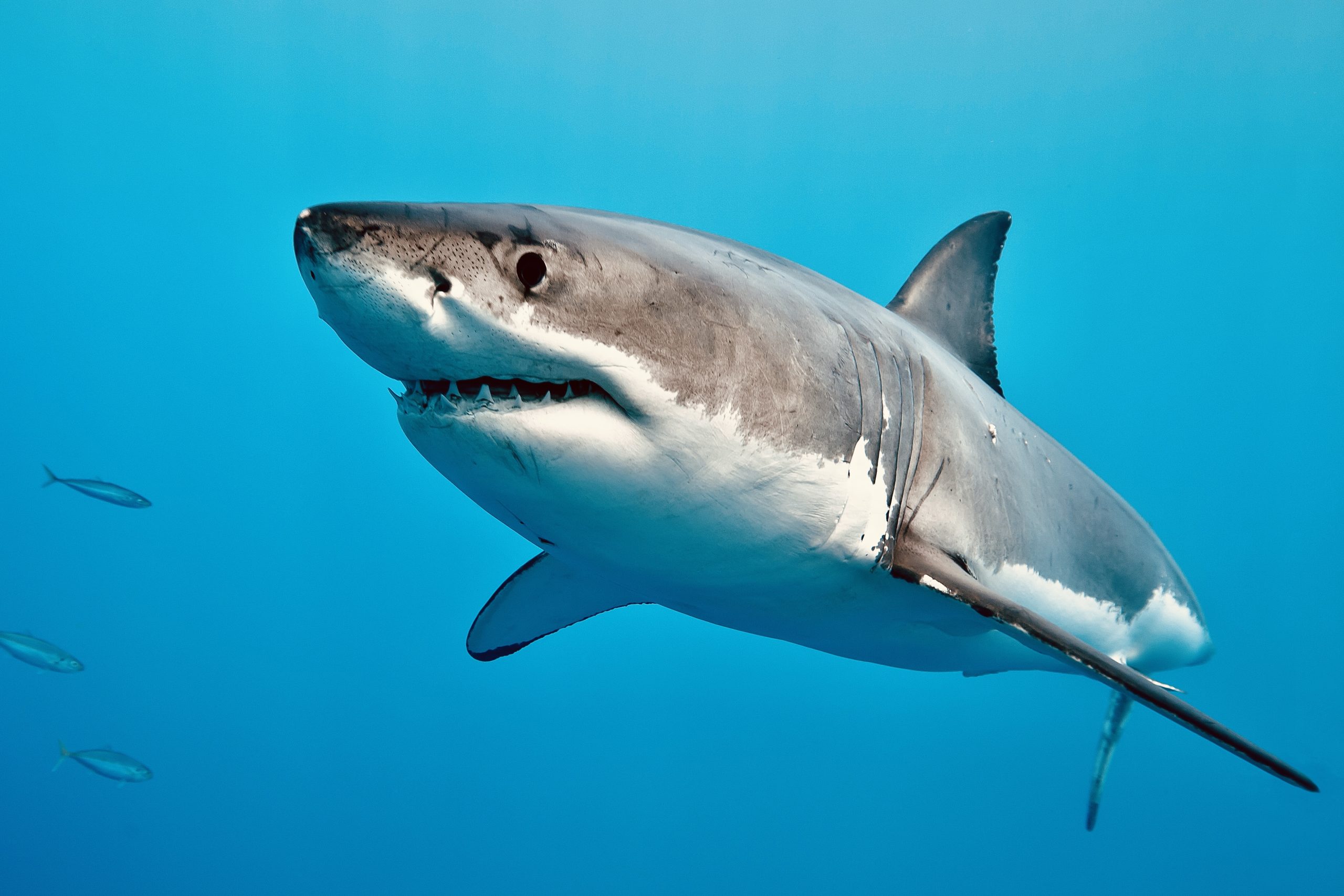 Shark Protection Prevails: Hawaii’s Landmark Ban On Shark Fishing Holds ...