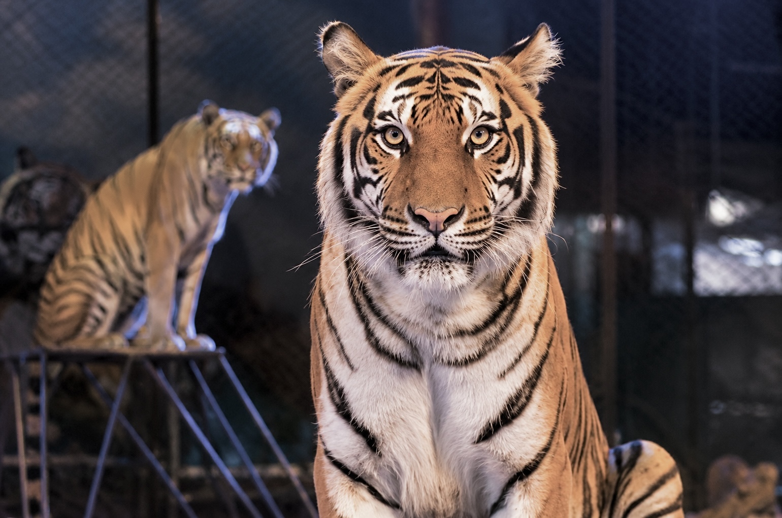 Illinois Senate Passes Landmark Bill To Ban Big Cats, Primates, And ...