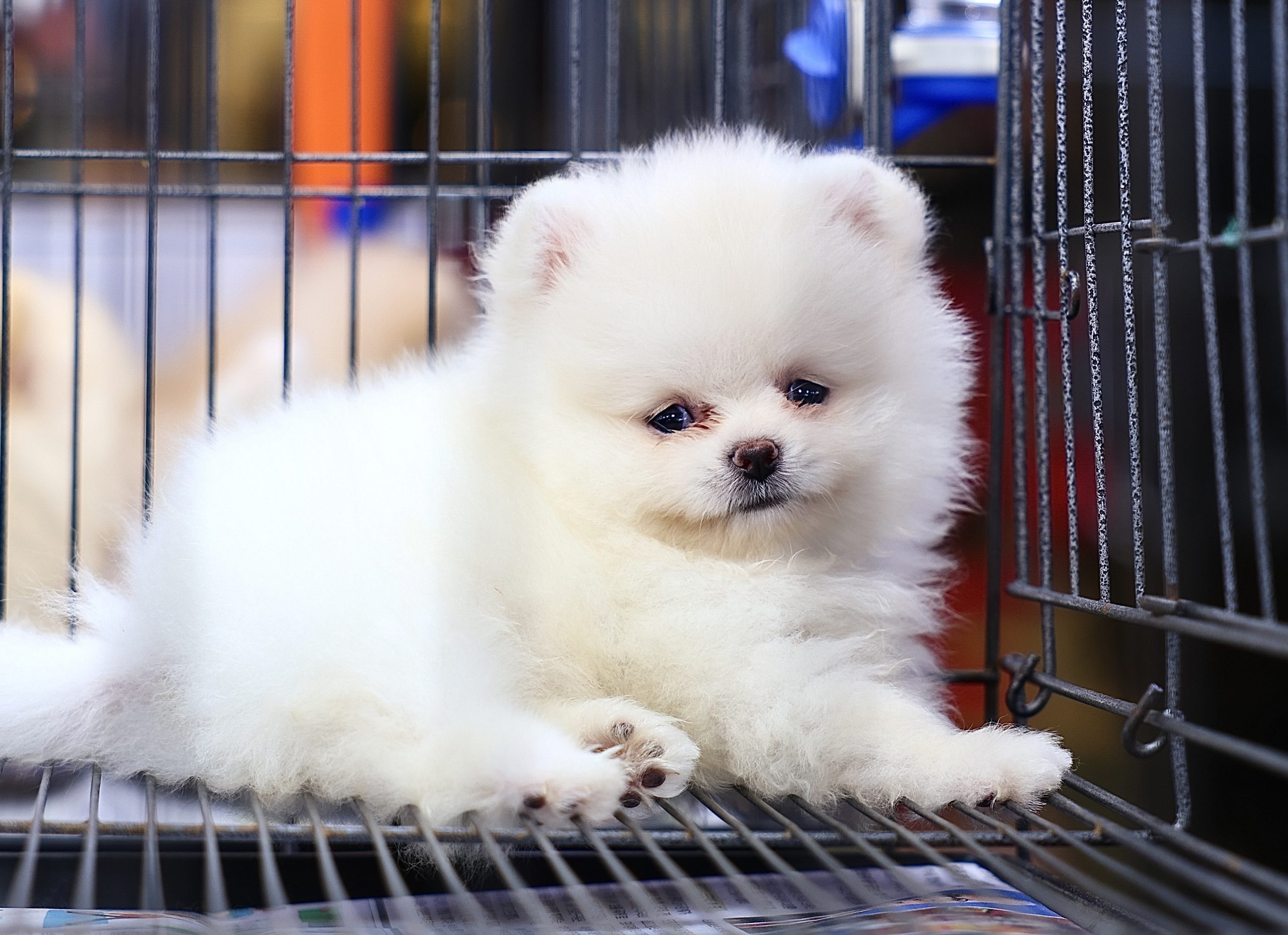 Victory For Animals: Colorado Bans The Sale Of Dogs And Cats In Pet ...