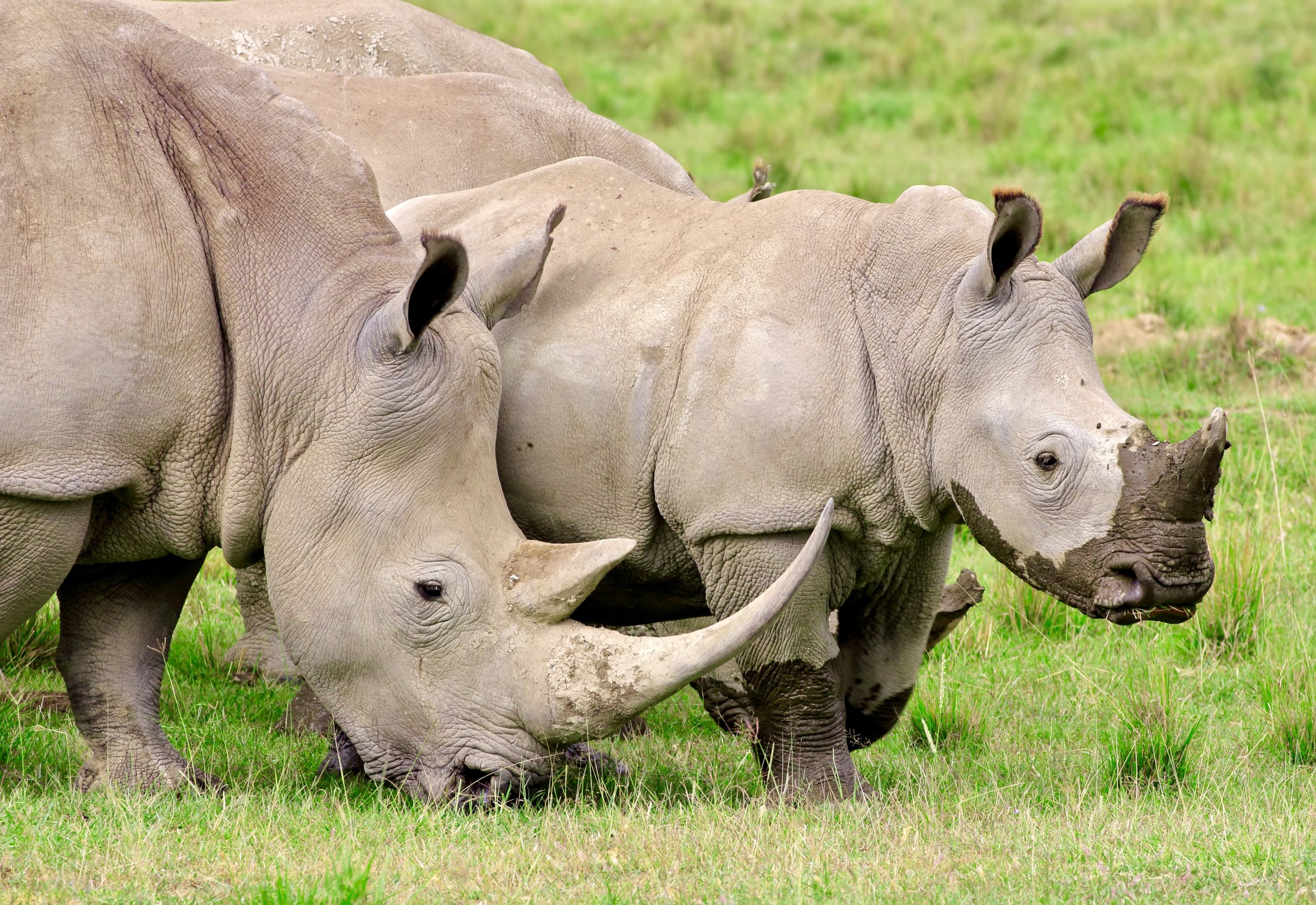 South Africa’s New Rhino Management Plan Sparks Fears Of Expanded Rhino ...