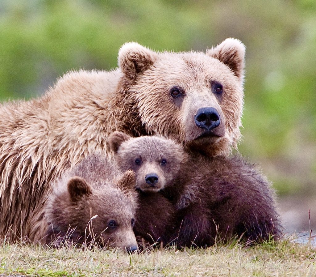 UPDATE: Aerial Bear Killings Resume In Alaska As Conservation Groups ...