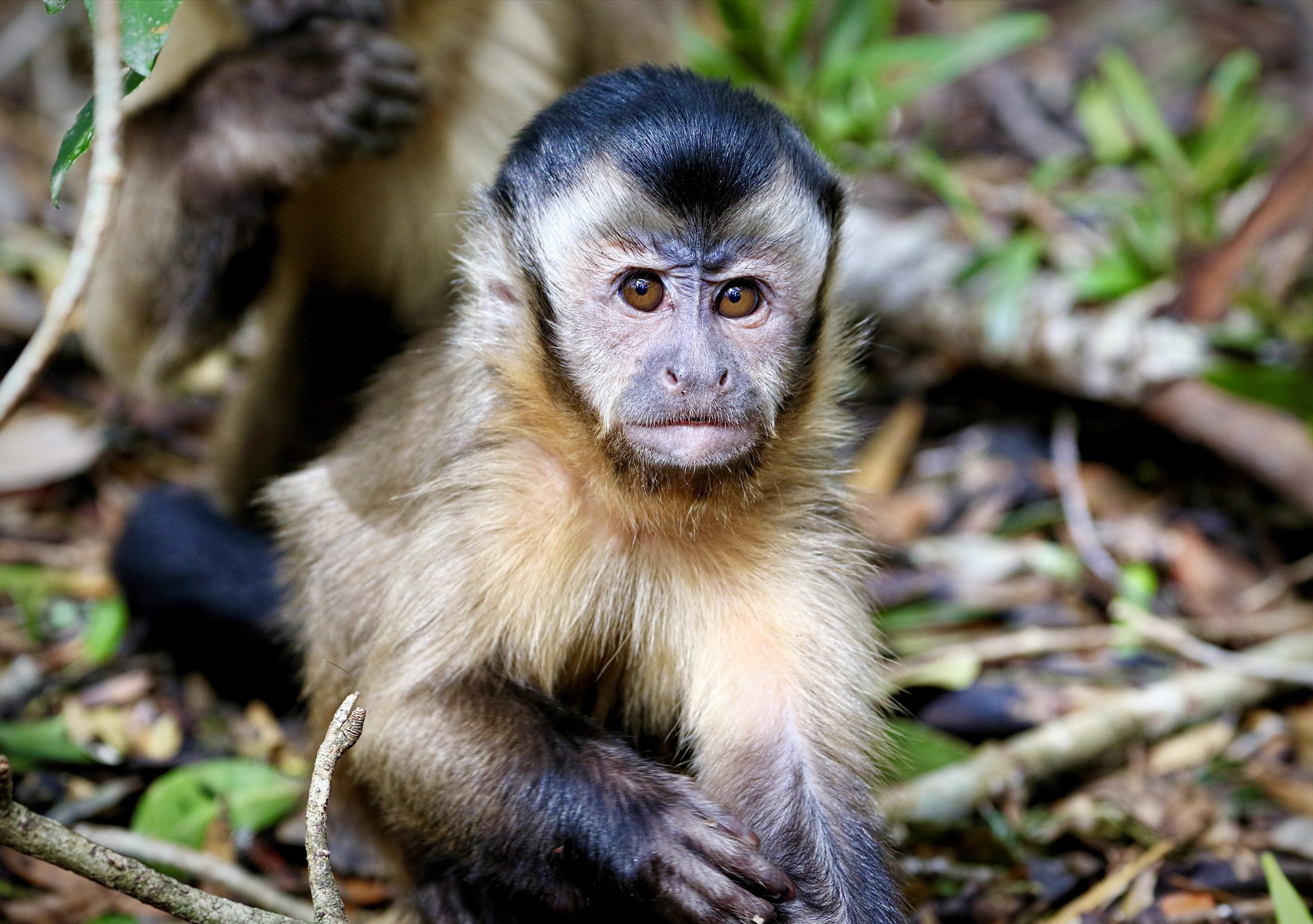 Alarming New Report Exposes More Than 1,600 Primates Offered For Sale ...