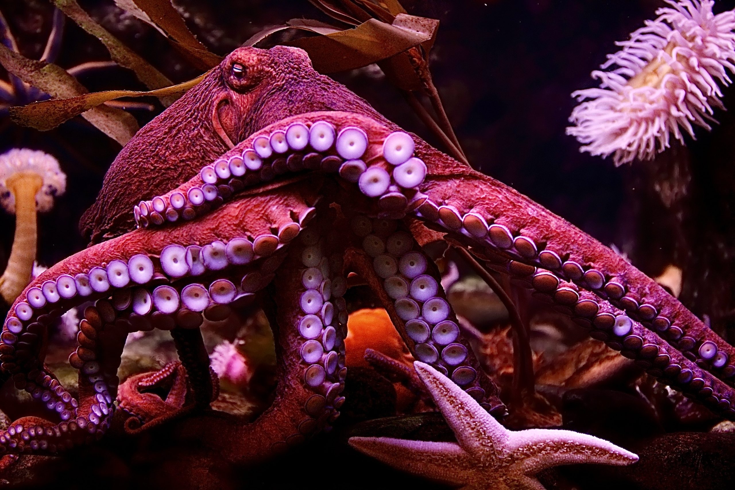 UPDATE! New York Legislature Passes Octopus Farming Ban, Bill Heads To ...